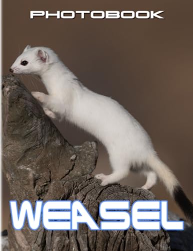 Weasel Photobook: An Amazing Collection With Compelling Photos Of ...