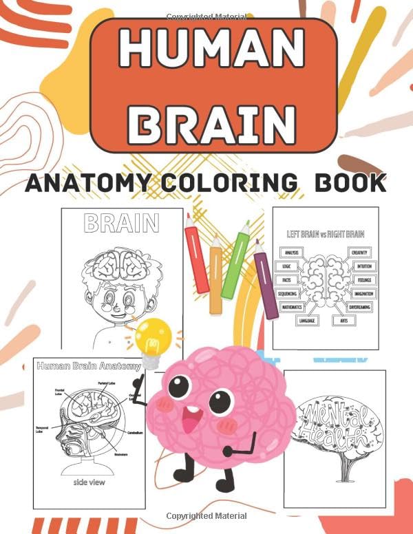 Human Brain Diagram For Kids