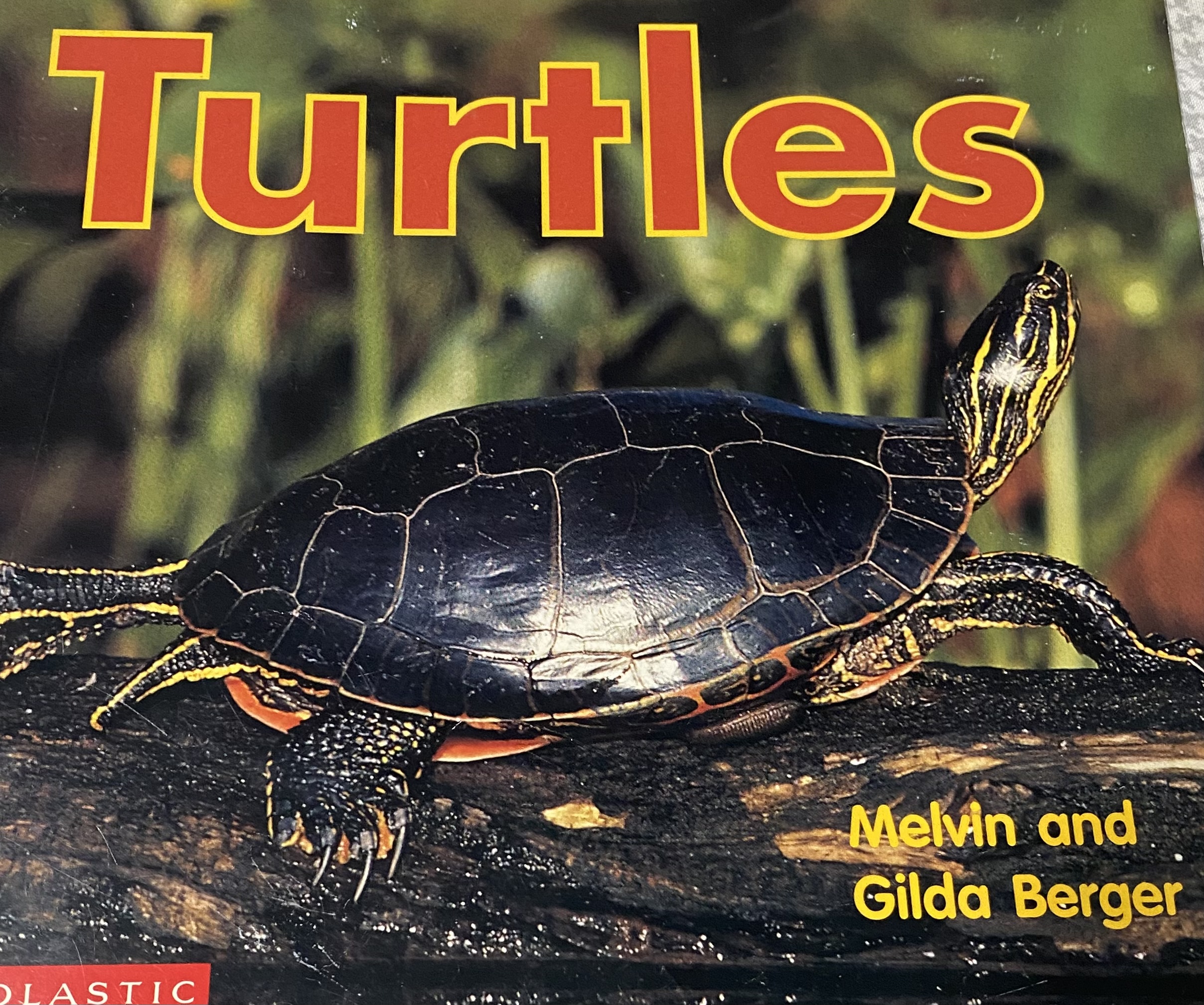 Turtles (Scholastic time-to-discover readers) by Melvin A. Berger ...