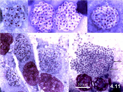 A Color Atlas of Parasitology by John T. Sullivan | Goodreads