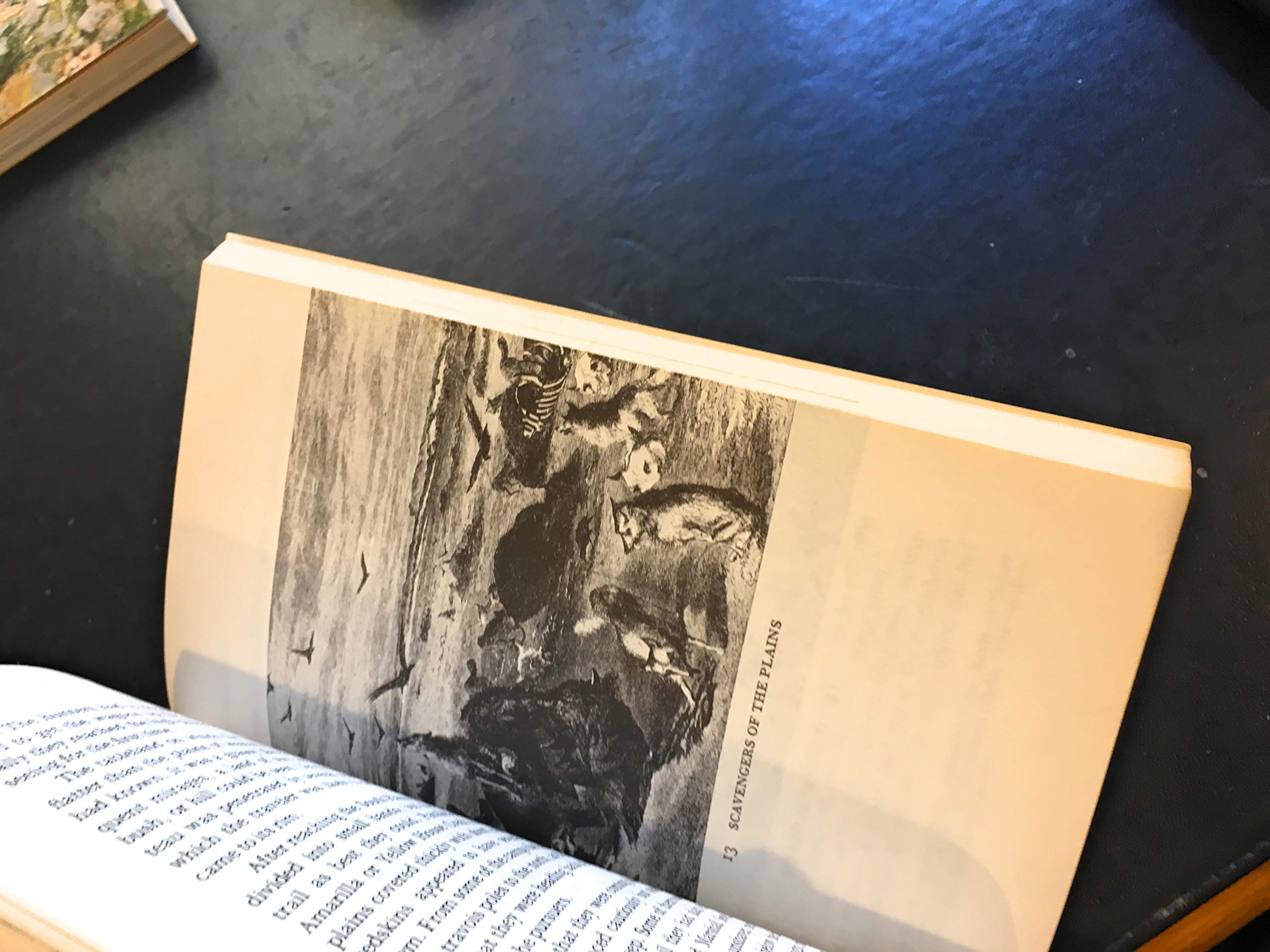 The Great Buffalo Hunt by Wayne Gard | Goodreads