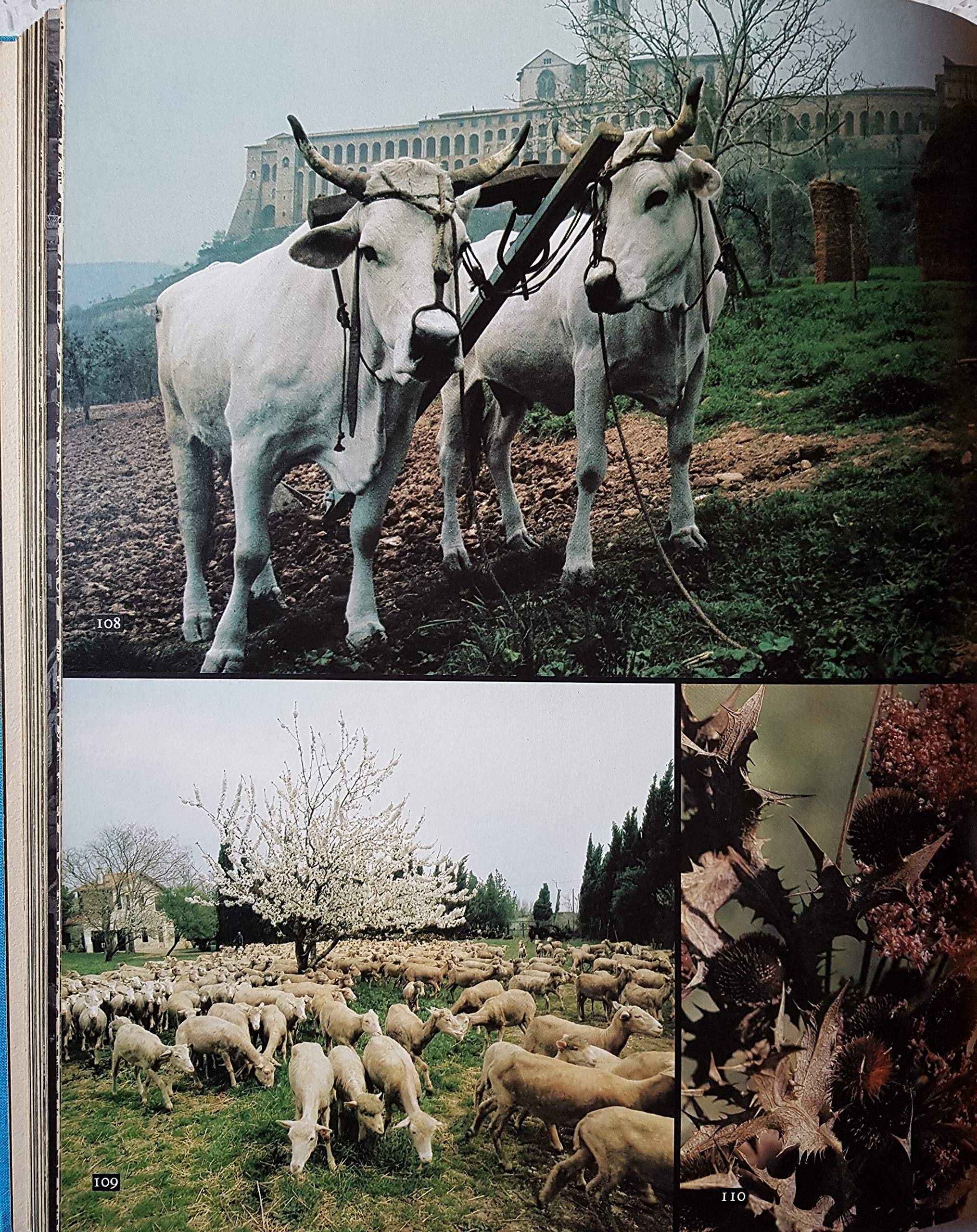 Odyssey: Mirror of the Mediterranean. by Roloff Beny | Goodreads