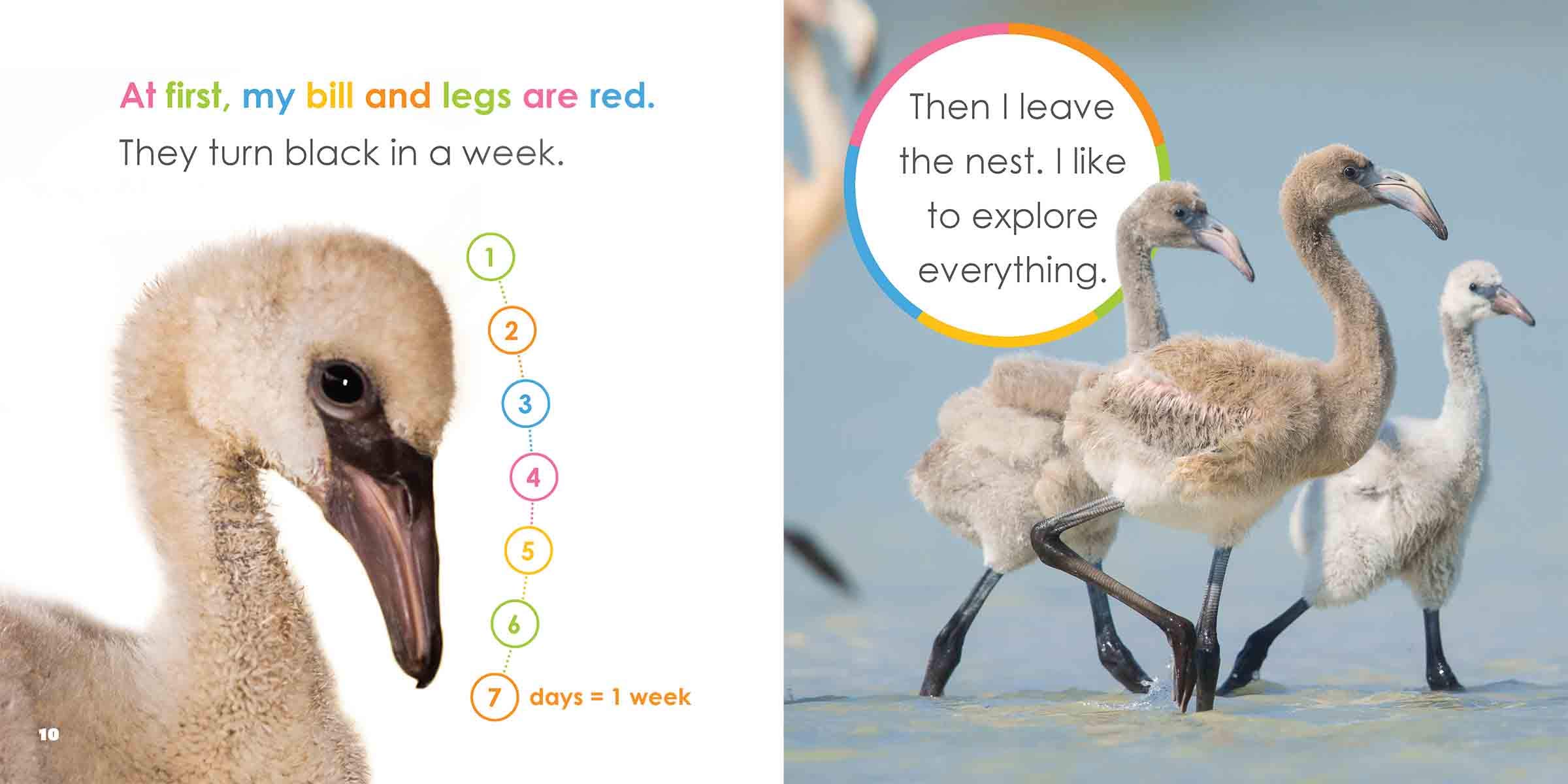 Baby Flamingos (Starting Out) by Kate Riggs | Goodreads