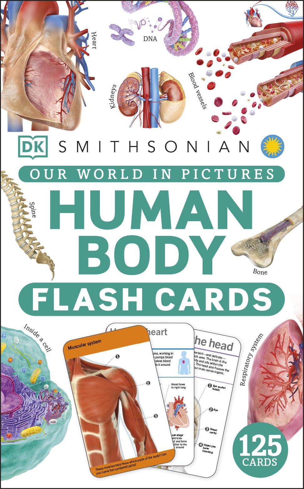 Our World in Pictures Human Body Flash Cards by DK | Goodreads
