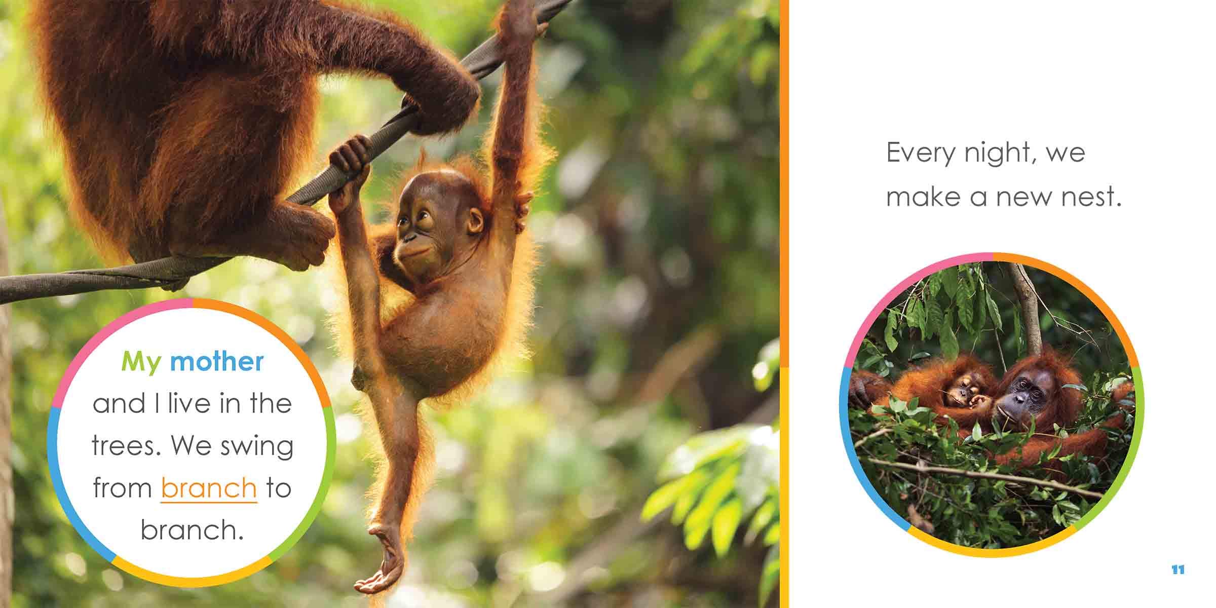 Baby Orangutans (Starting Out) by Kate Riggs | Goodreads