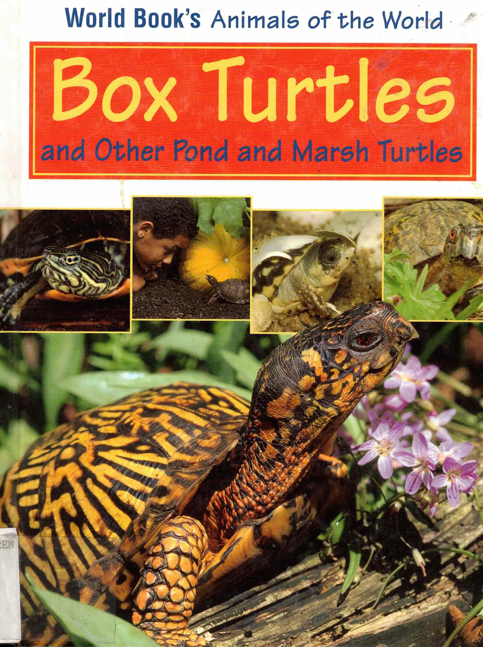 Box Turtles and Other Pond and Marsh Turtles by World Book, Inc ...