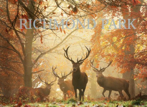 Richmond Park by Alex Saberi (2012-06-15) by John Karter | Goodreads