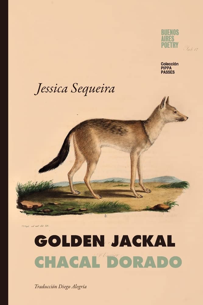 Golden Jackal / Chacal Dorado (Colección Pippa Passes (Buenos Aires ...