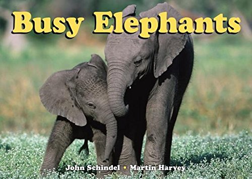 Busy Elephants[BUSY ELEPHANTS-BOARD][Board Books] by JohnSchindel ...