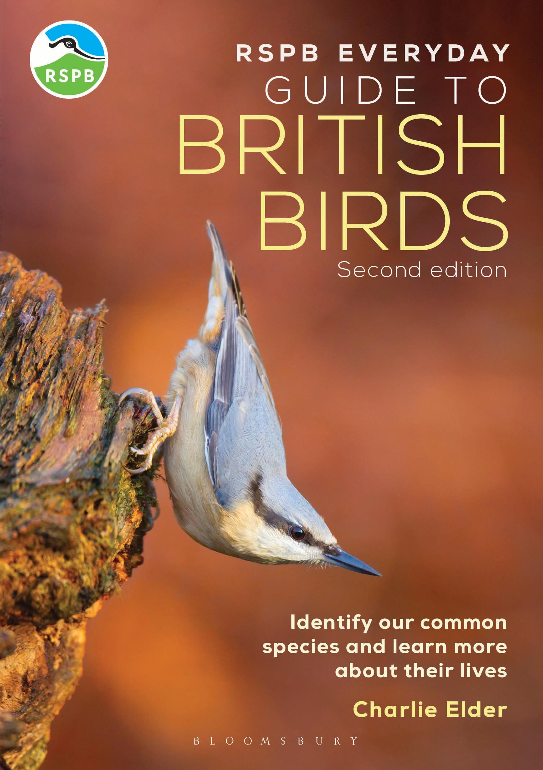 RSPB Everyday Guide to British Birds: Identify our common species and ...