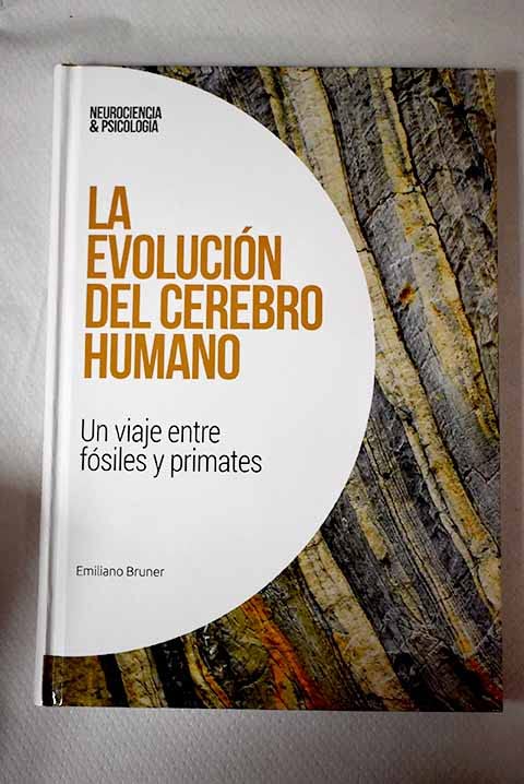 La evolución del cerebro humano: Un viaje entre fósiles y primates ...