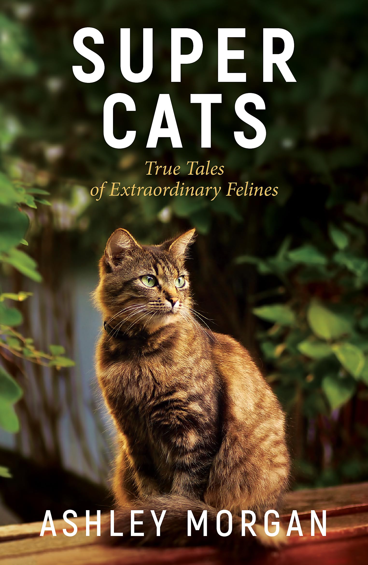 Super Cats: True Tales of Extraodinary Felines by Ashley Morgan | Goodreads