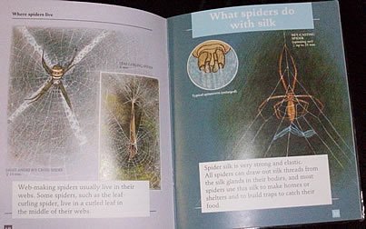 An Introduction to Australian Spiders (Bookshelf) by Esther Cullen ...