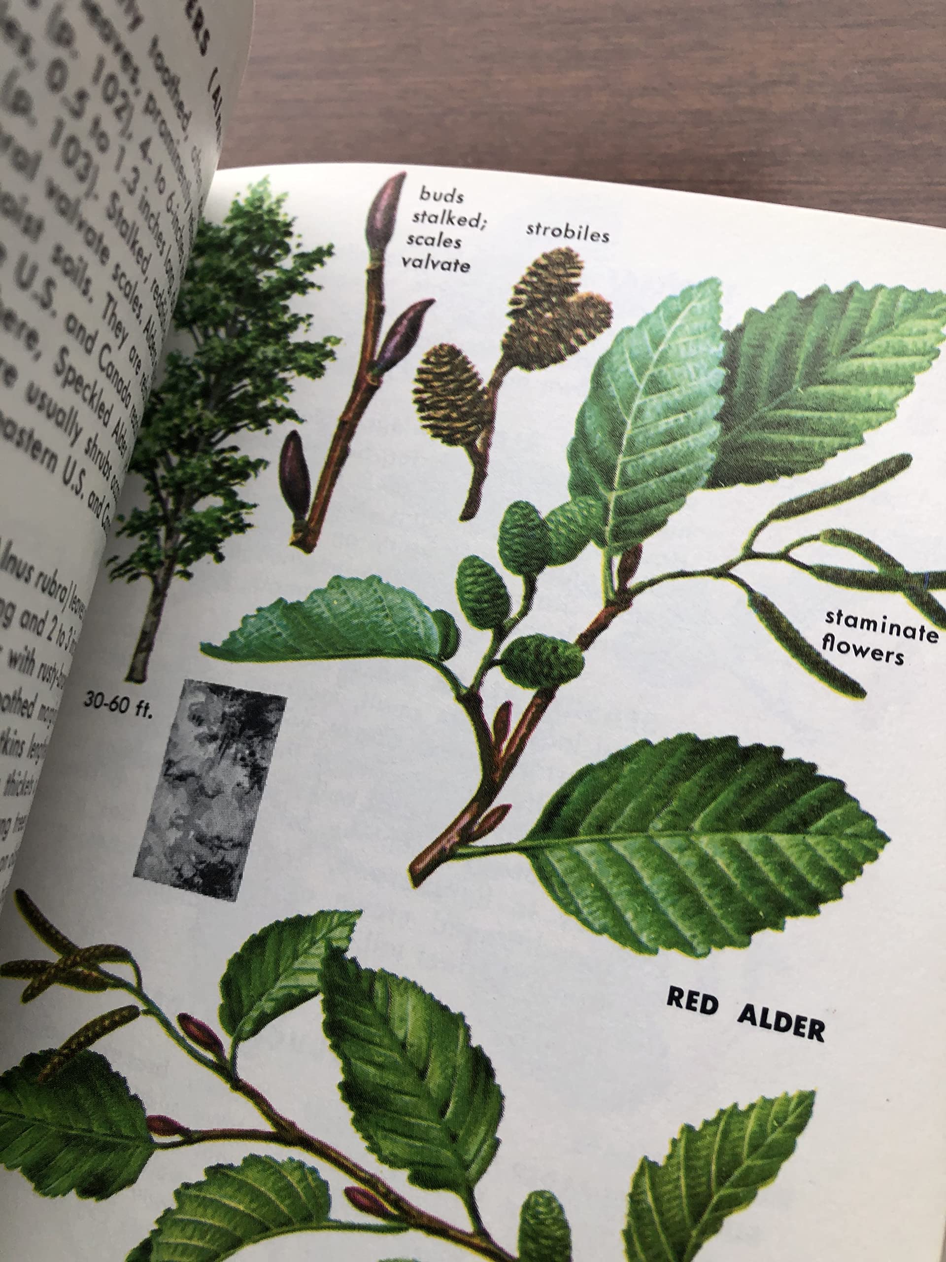 TREES OF North America - A Guide to Field Identification by Frank ...
