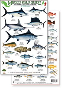 Baja, Sea of Cortez Sport Fish Guide - Field Guide by Rainforest ...