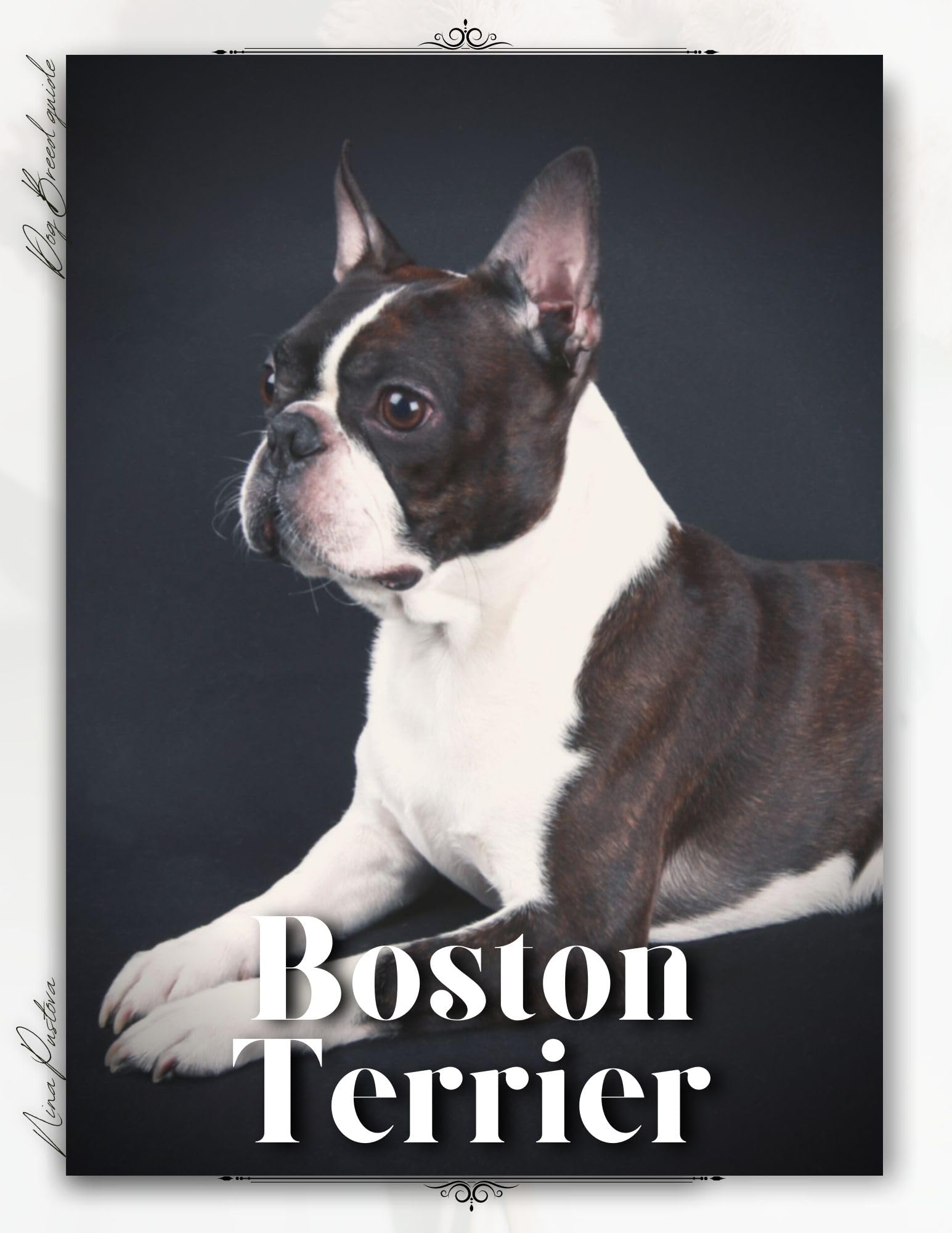 Boston Terrier: Dog breed overview and guide by Nina Pustova | Goodreads