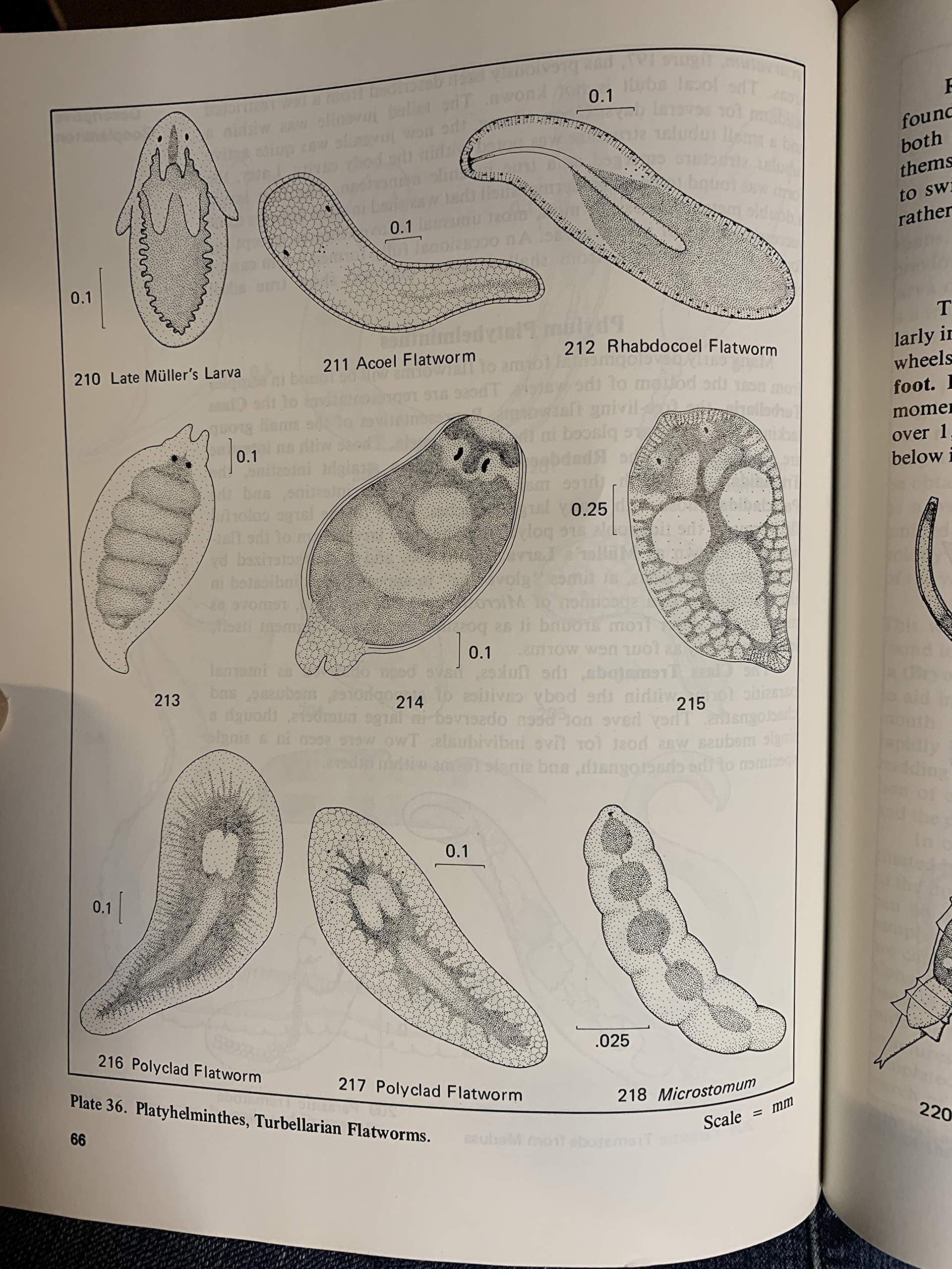 A Guide to Marine Coastal Plankton and Marine Invertebrate Larvae by ...