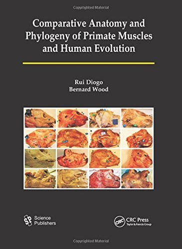 Comparative Anatomy and Phylogeny of Primate Muscles and Human ...
