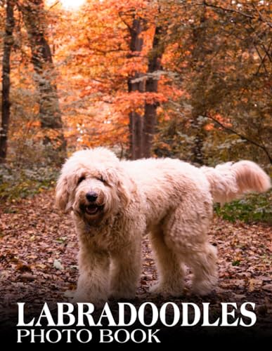 Labradoodles Photo Album Book: 2024 Animal Photo Picture Book Photo ...