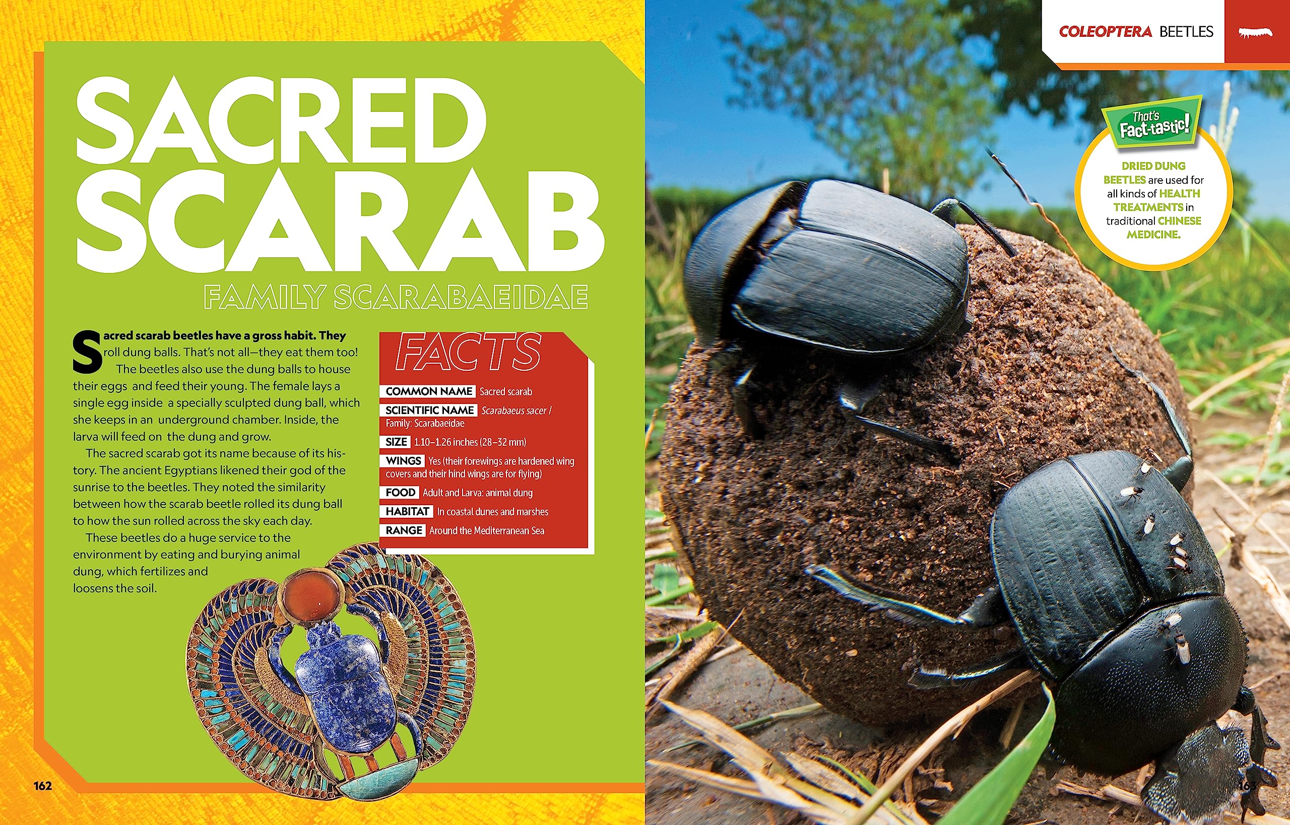 Ultimate Bugopedia, 2nd Edition: The Most Complete Bug Reference Ever ...