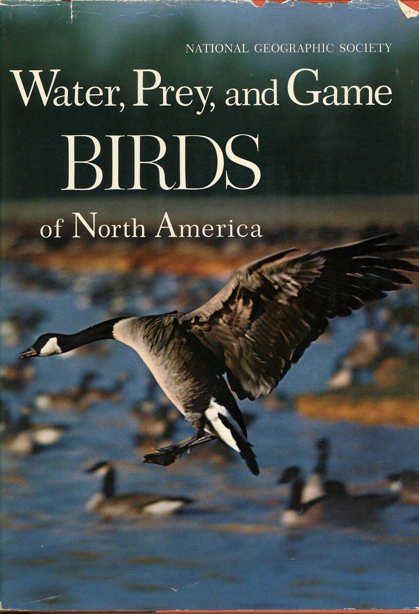 Song and Garden Birds of North America and Water, Prey ang Game Birds ...