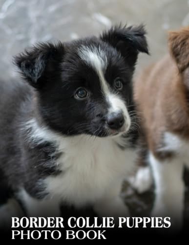 Border Collie Puppies Picture Book: Gorgeous Images For Relax And ...