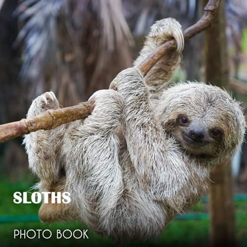 Sloths Picture Book: Animals Collection Photo Picture Book Beautiful ...