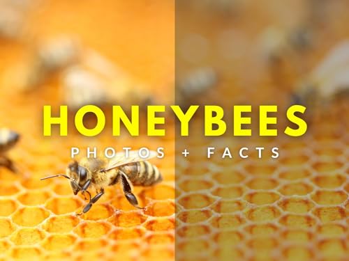 Honeybees: Photos + Facts by Jordan Buell | Goodreads