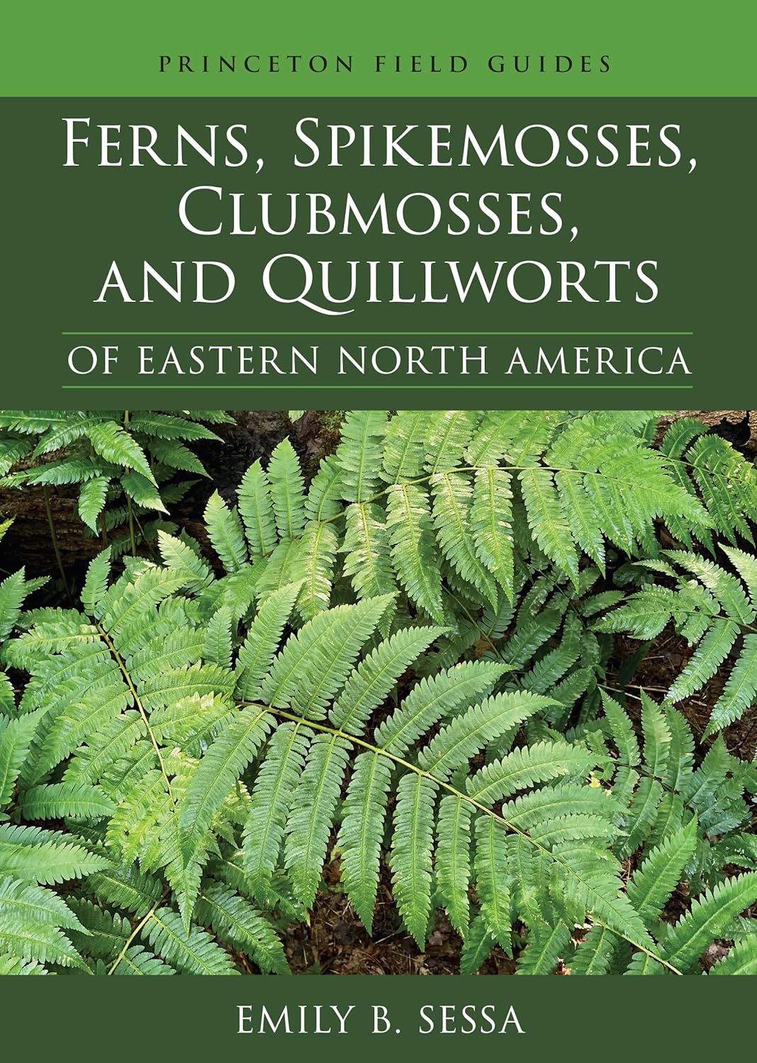 Ferns, Spikemosses, Clubmosses, and Quillworts of Eastern North America ...