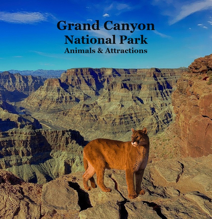 Grand Canyon Park Animals and Attractions Kids Book: Great Way for Kids ...