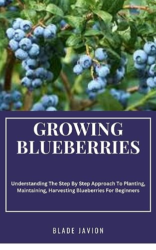 GROWING BLUEBERRIES: Understanding The Step By Step Approach To ...