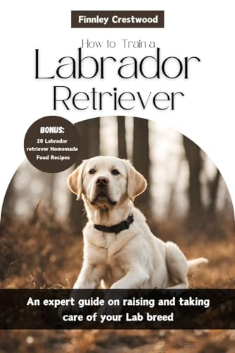 How to Train a Labrador Retriever: An expert guide on raising and ...