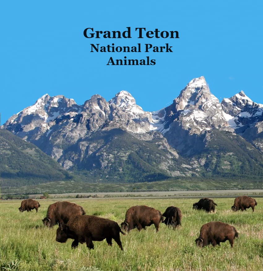 Grand Teton National Park Animals Kids Book: Great Way for Children to ...