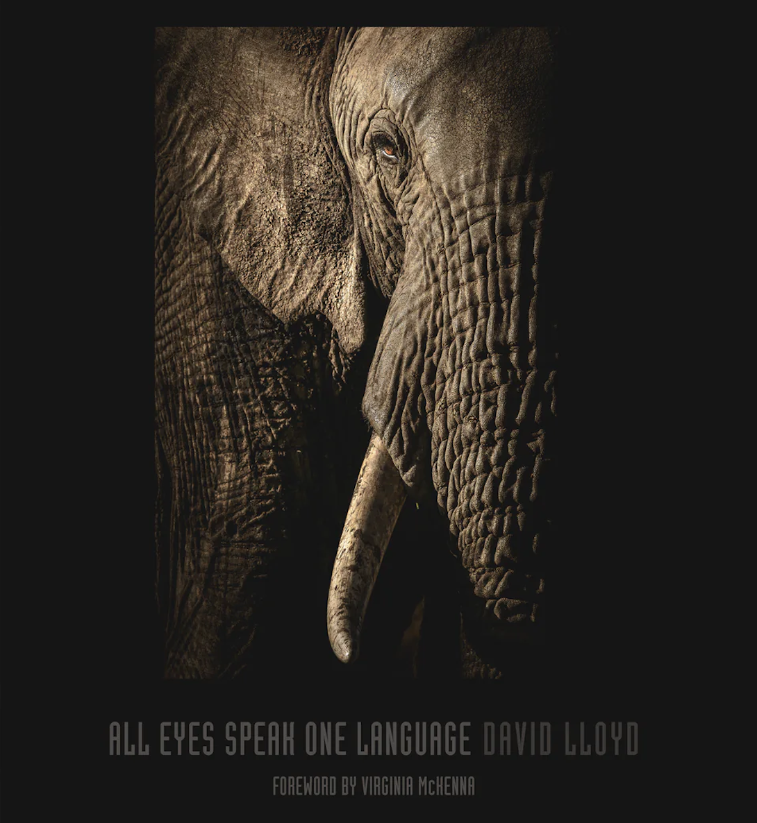 All Eyes Speak One Language by David Lloyd | Goodreads