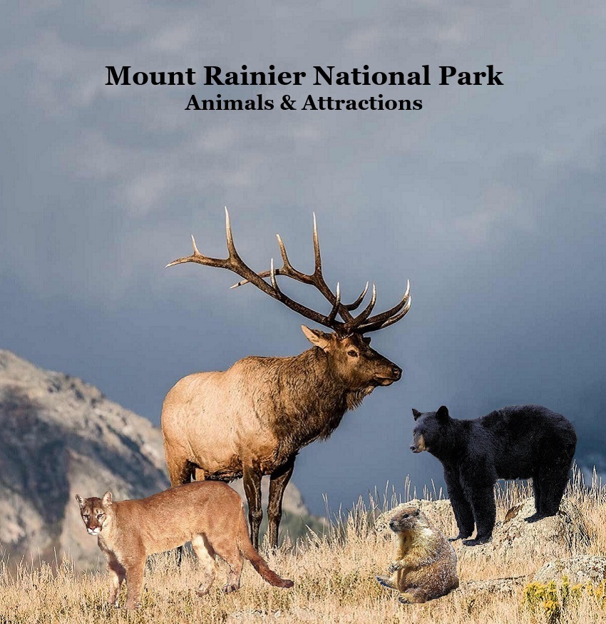 Mount Rainier National Park Animals Attractions Kids Book: Great ...