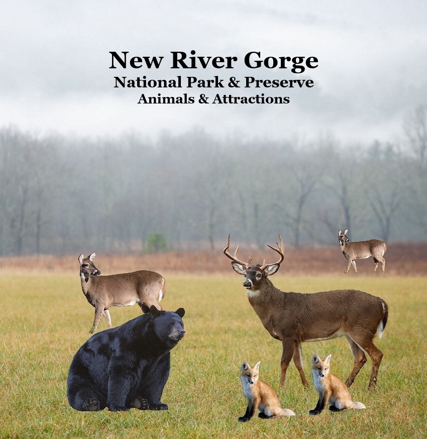 New River Gorge National Park Animals Kids Book: Great Children's Book ...