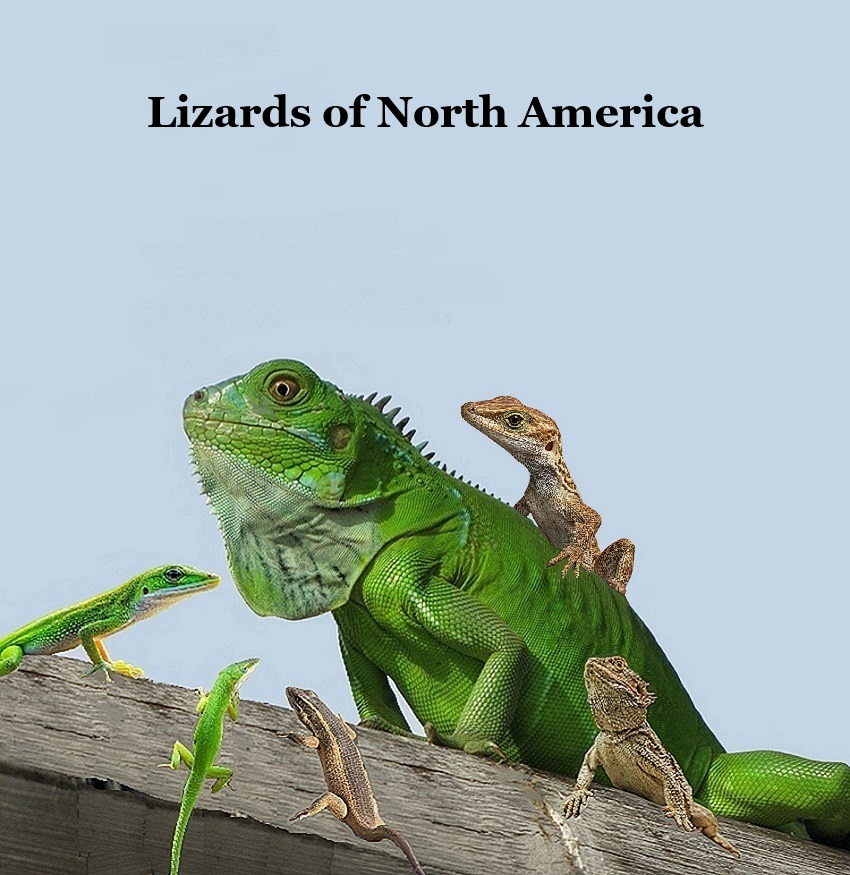 Lizards of North America Kids Book: Great Children's Book about the ...