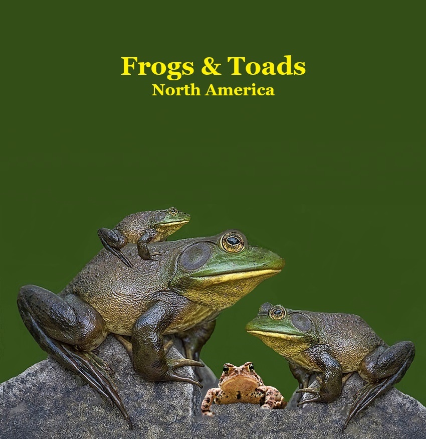 Frogs and Toads of North America Kids Book: Great Children's Book about ...