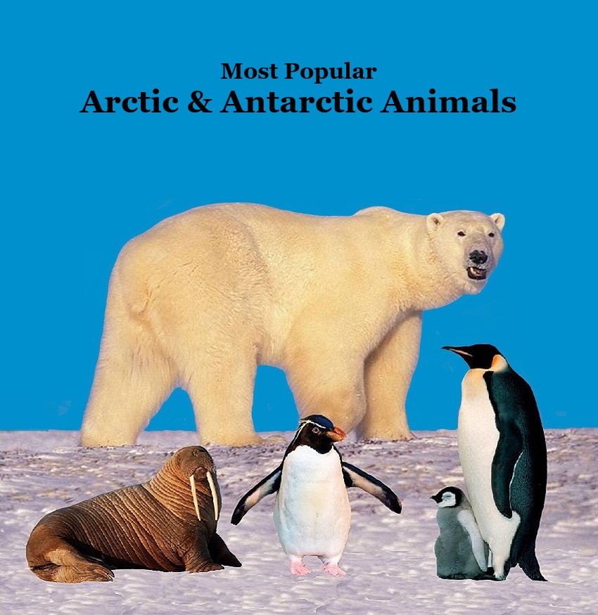 Most Popular Arctic and Antarctic Animals Kids Book: Great Arctic ...