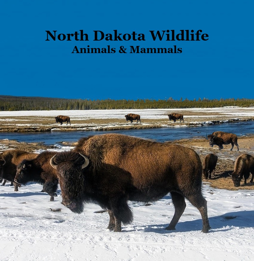 North Dakota Animals and Mammals Wildlife Book: Great North Dakota ...