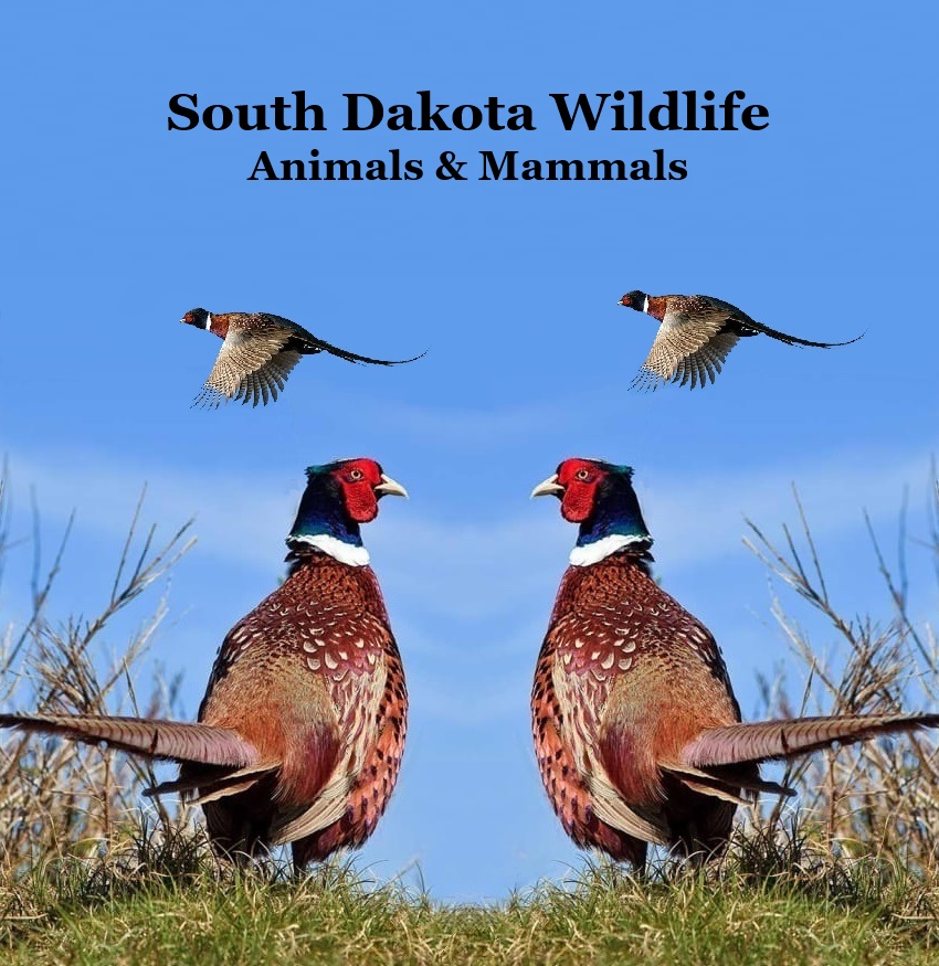 South Dakota Animals and Mammals Wildlife Book: Great South Dakota ...