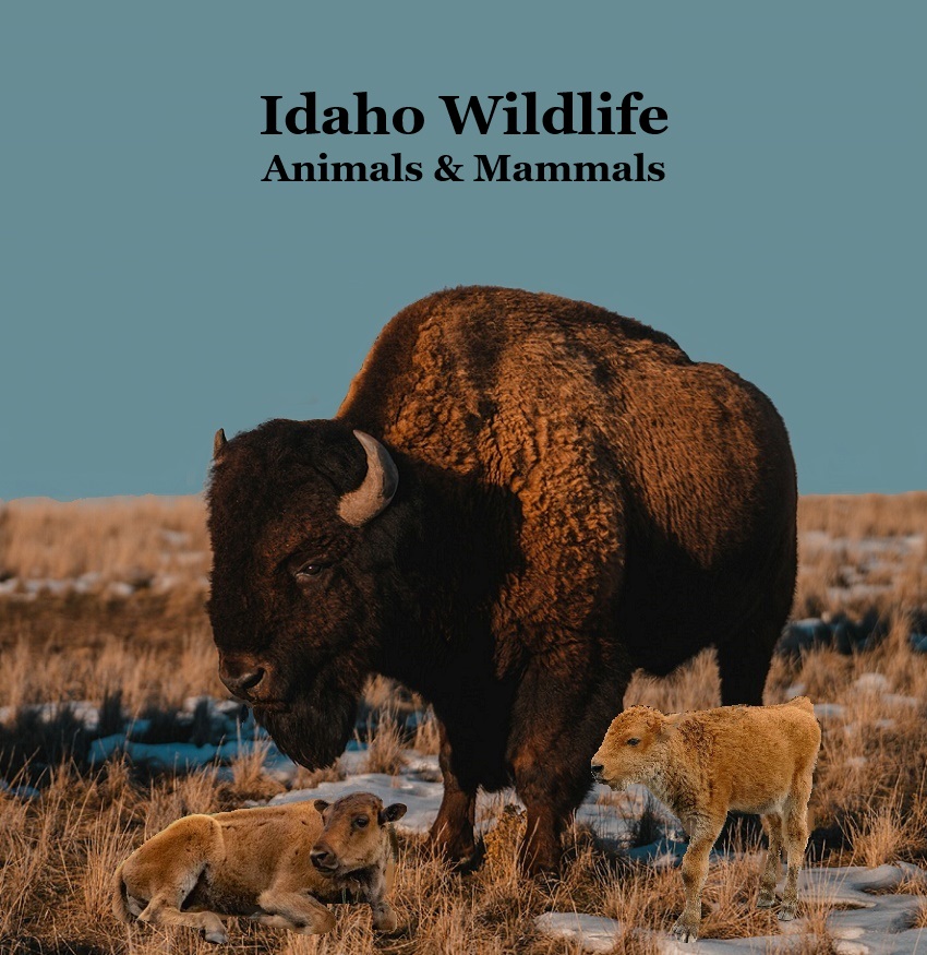 Idaho Animals and Mammals Kids Wildlife Book: Great Idaho Animals book ...