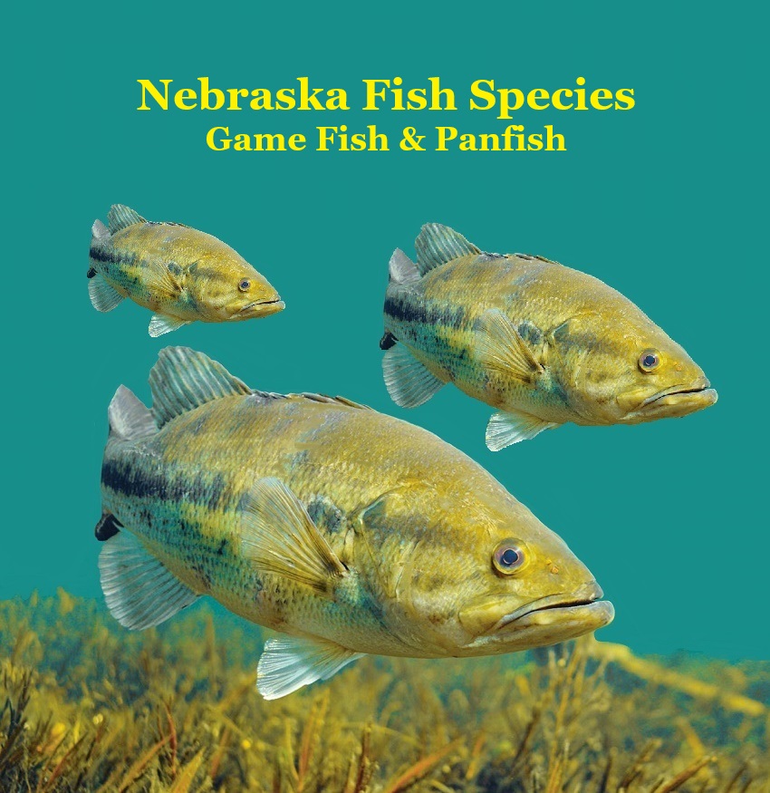 Nebraska Game Fish and Panfish Species Kids Book: Great Book About the ...