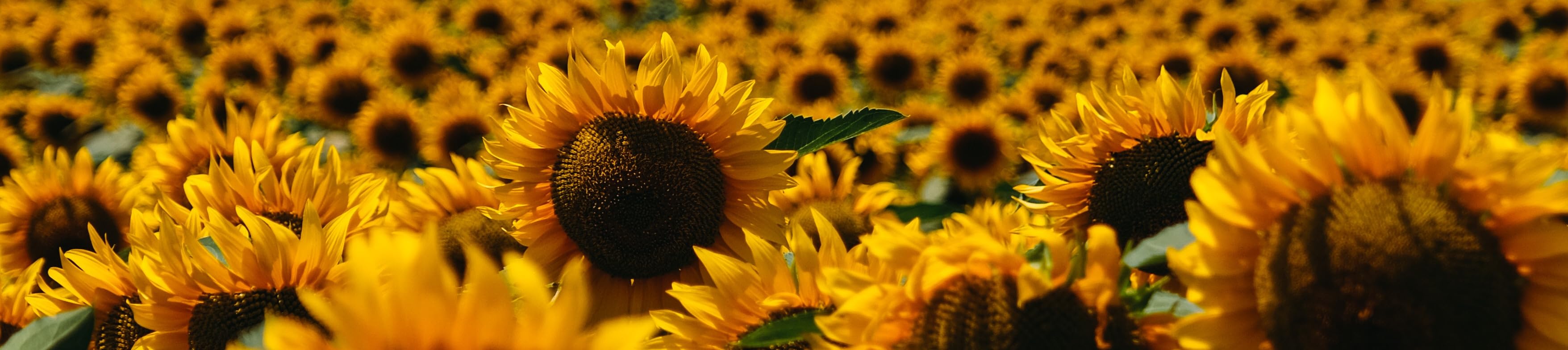 Alexis Katelyn's Amazon Page