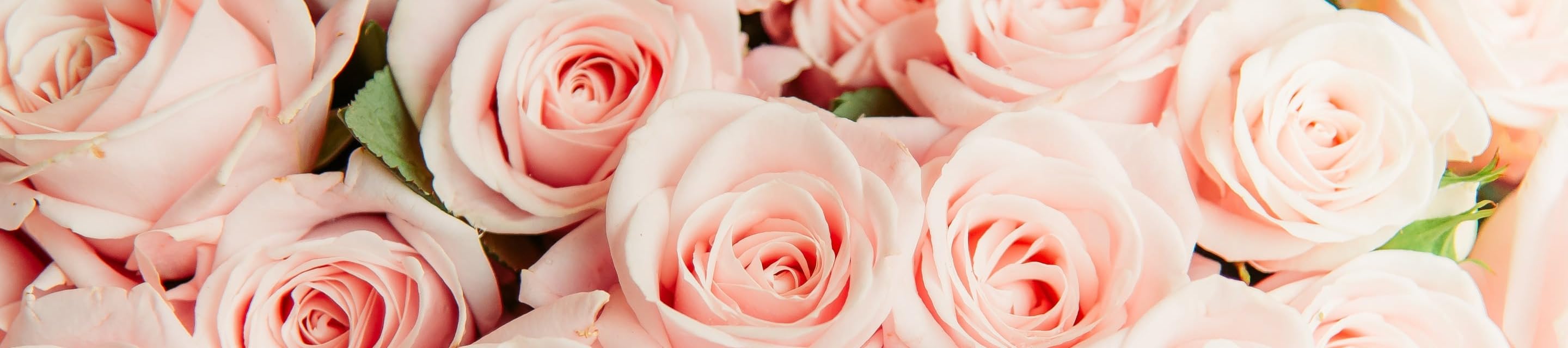 Angwi Tacho's Amazon Page