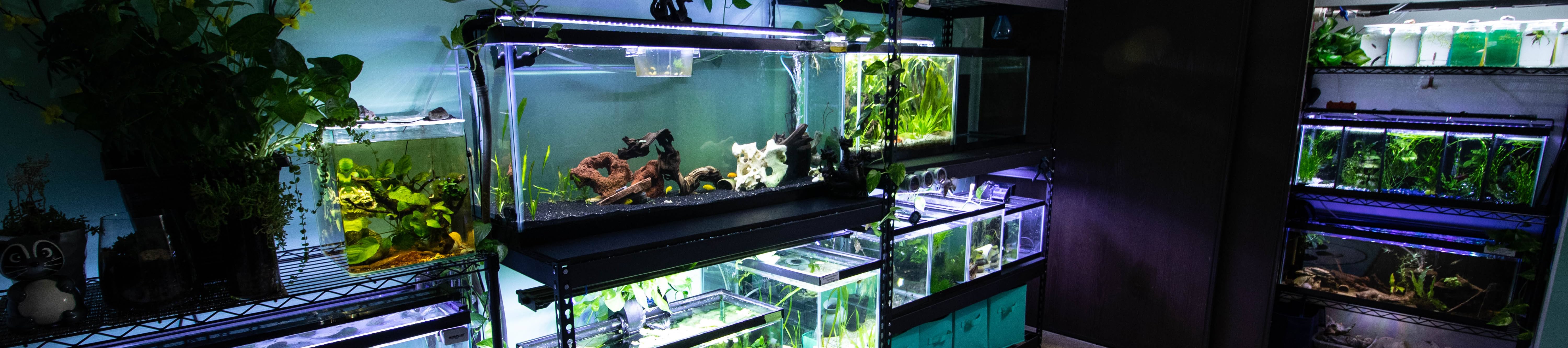 Creative Pet Keeping's Amazon Page