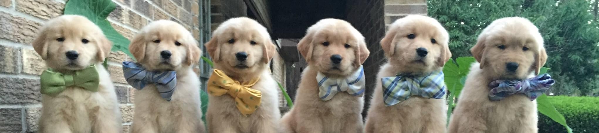 Emery Golden Retrievers's Amazon Page