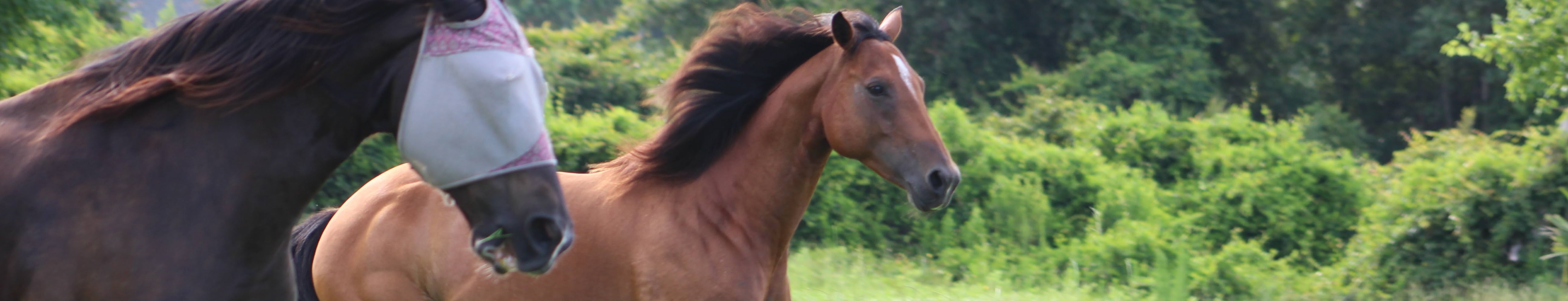 Holistic Animal Studies's Amazon Page