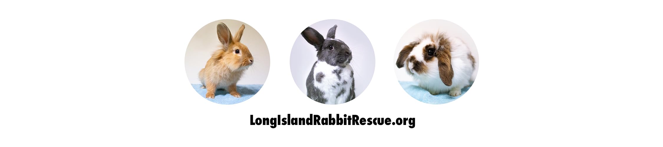 Long Island Rabbit Rescue Group's Amazon Page