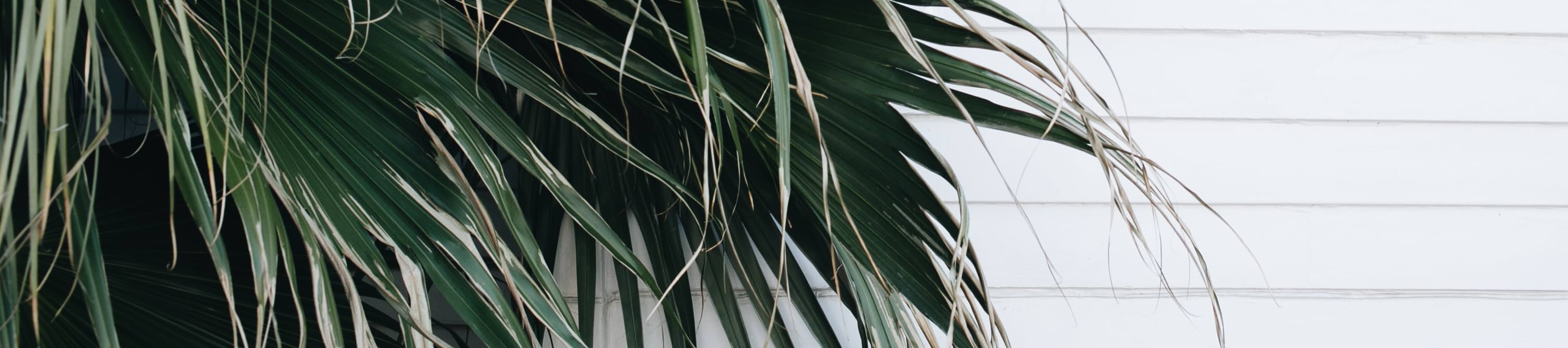 Cecile Storm's Amazon Page